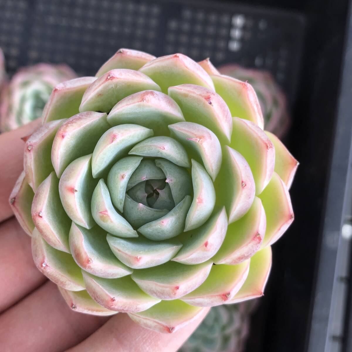 Yahoo!オークション - エケベリア24個 1008-D104 アローンスター 多肉...