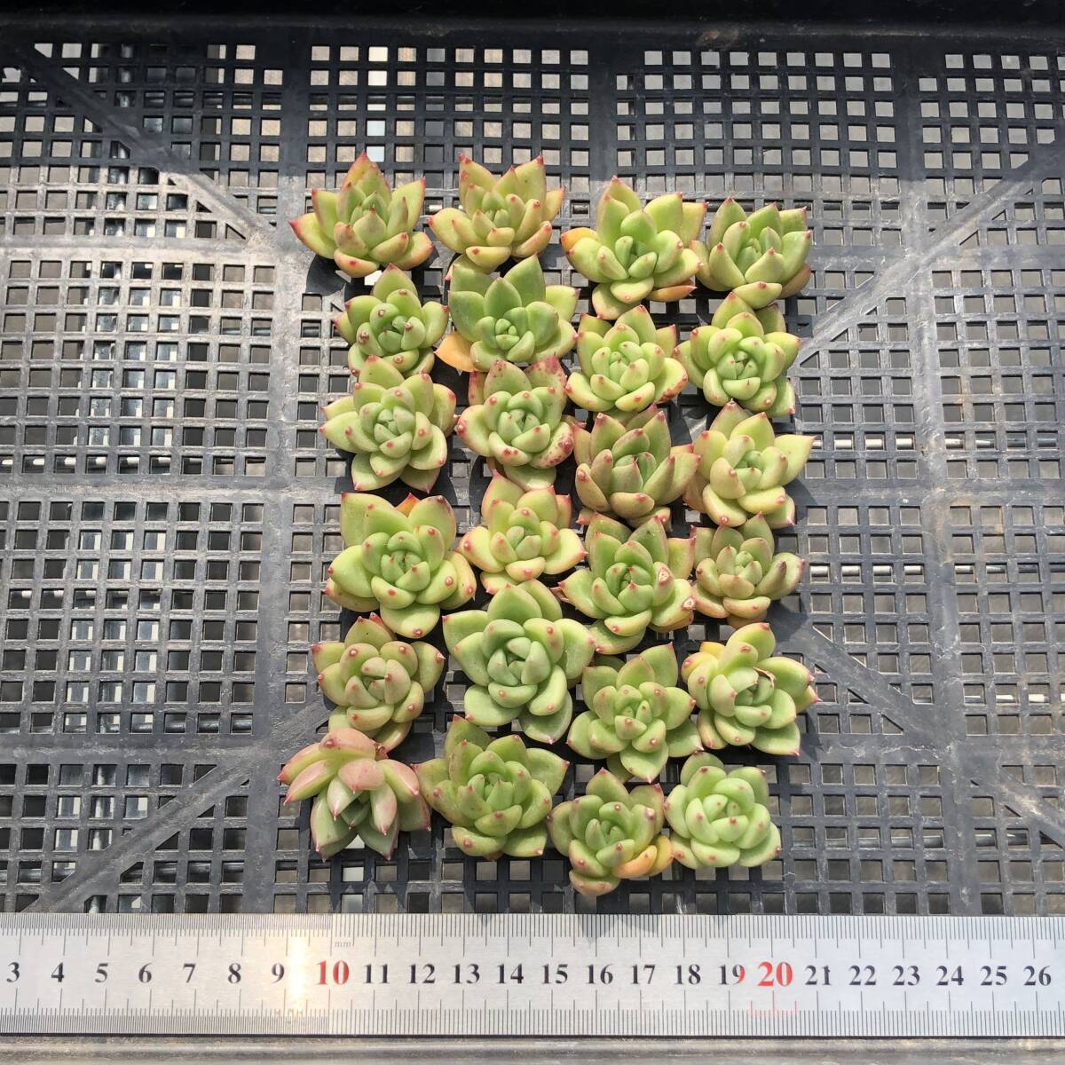 Yahoo!オークション - エケベリア24個 1008-D138 マリアhyb 多肉植物 ...