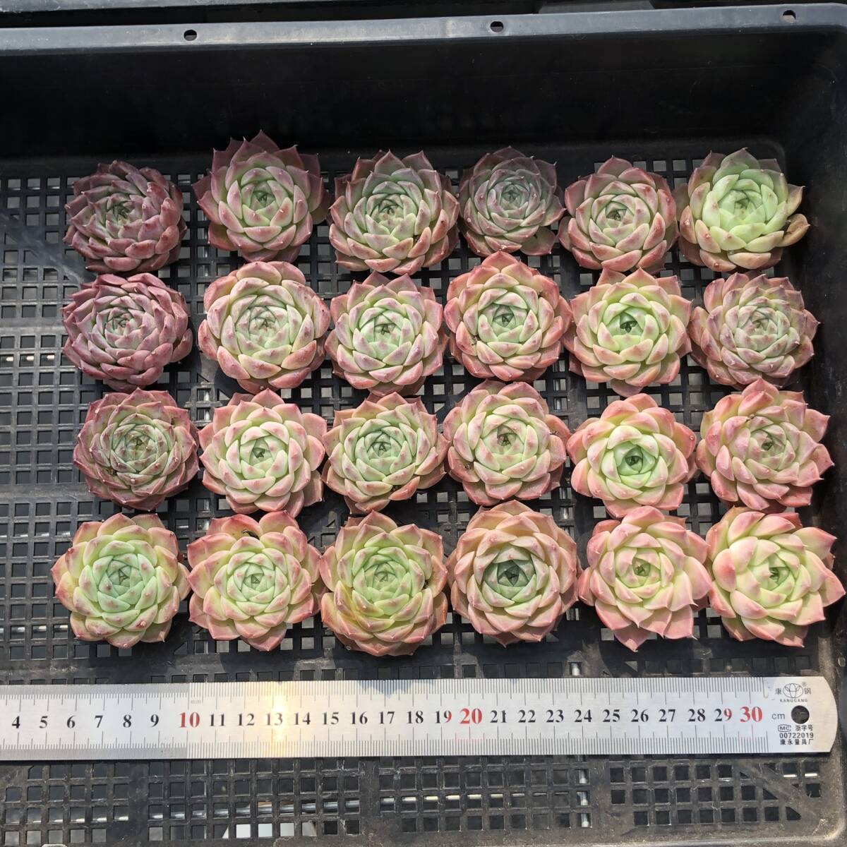 Yahoo!オークション - エケベリア24個 1008-D158 ヘレナ 多肉植物 カッ...