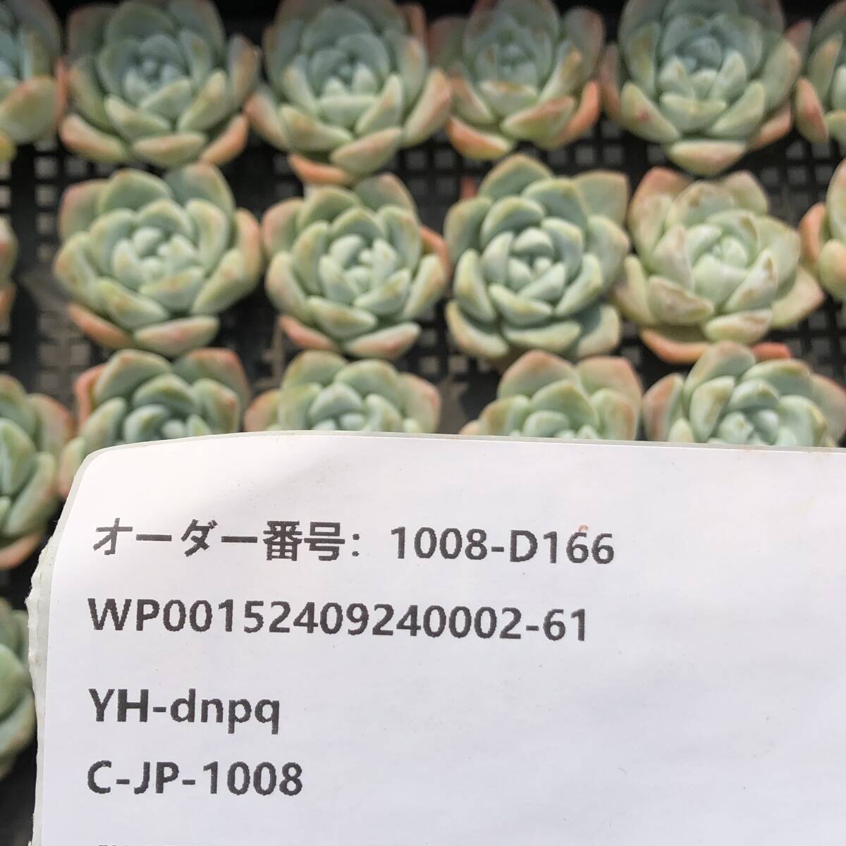 Yahoo!オークション - エケベリア24個 1008-D166 アイスグリーン 多肉...