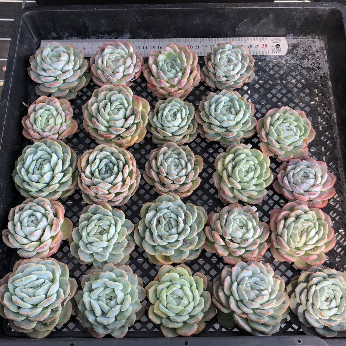 Yahoo!オークション - エケベリア24個 1008-D196 エレガンス x ピュア...