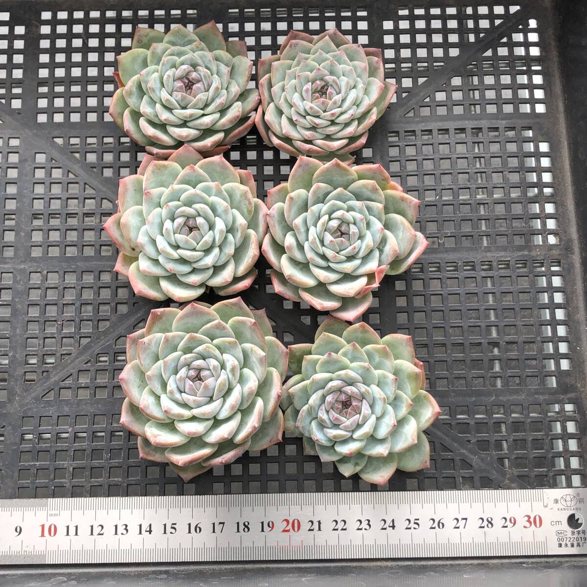 Yahoo!オークション - エケベリア6個 1008-K31 アイスハートクリスタル...