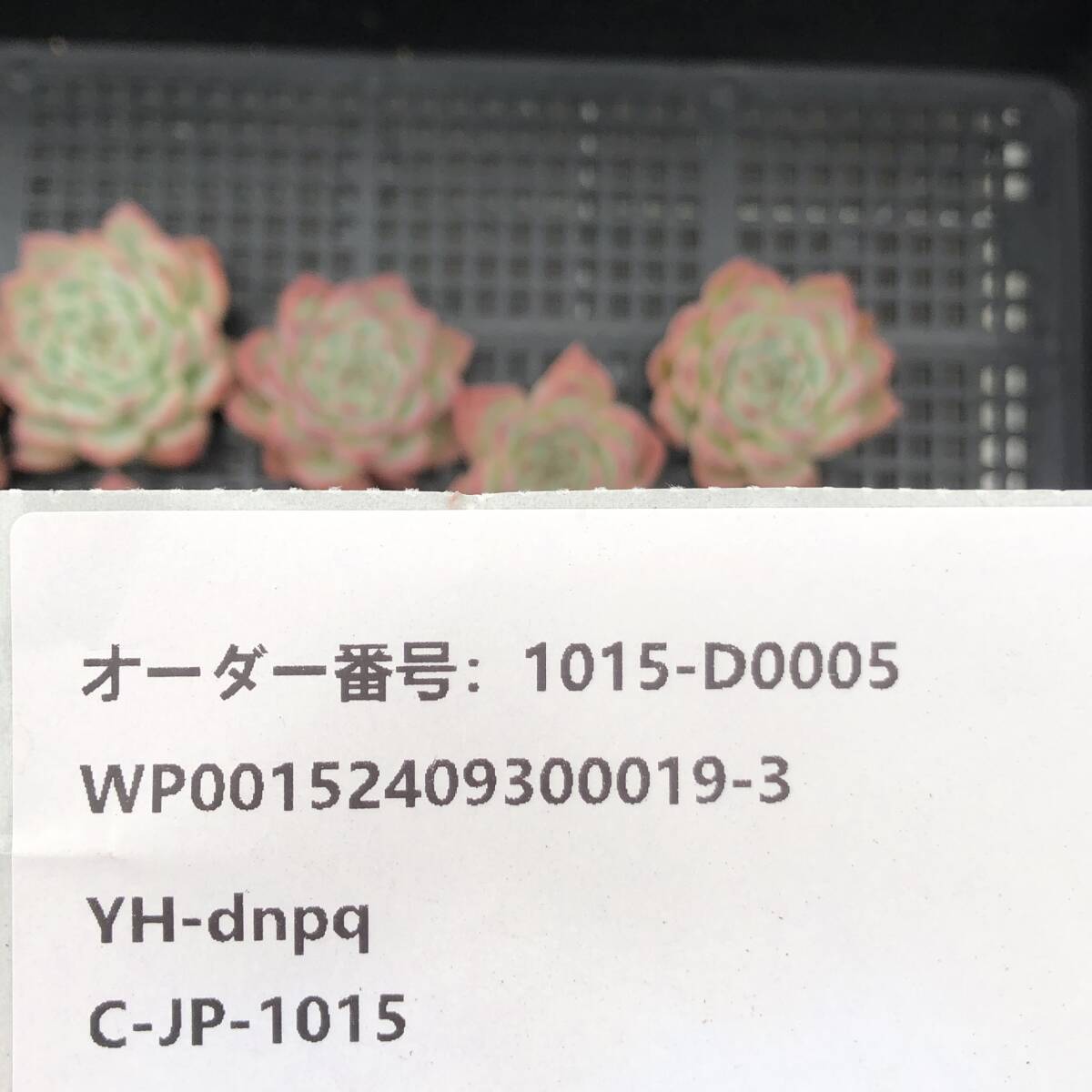 Yahoo!オークション - エケベリア24個 1015-D0005 ピンククリスタルロ...