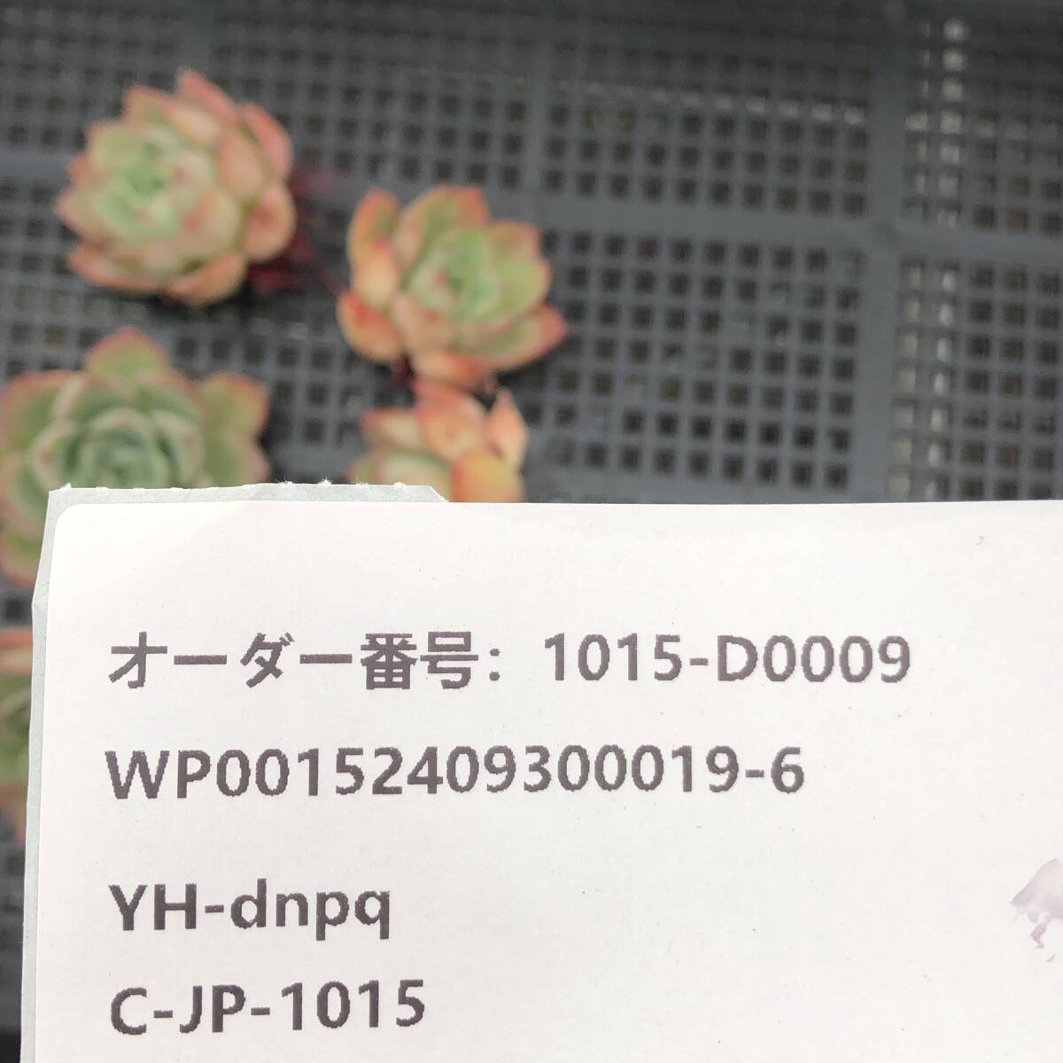 Yahoo!オークション - エケベリア6個 1015-D0009 ビューティフル&チャ...