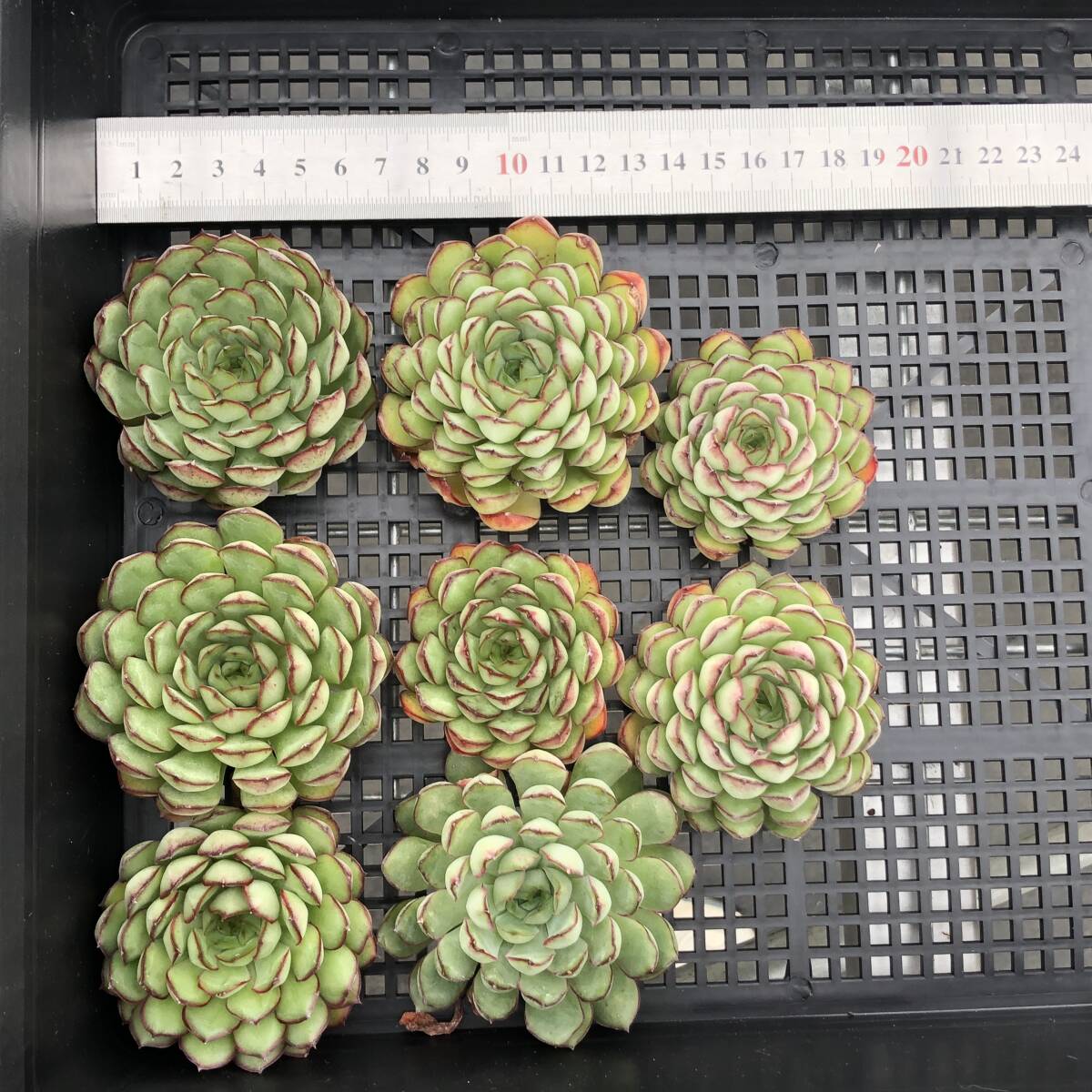 Yahoo!オークション - エケベリア8個 1015-K010 ドリームローズ 多肉植...