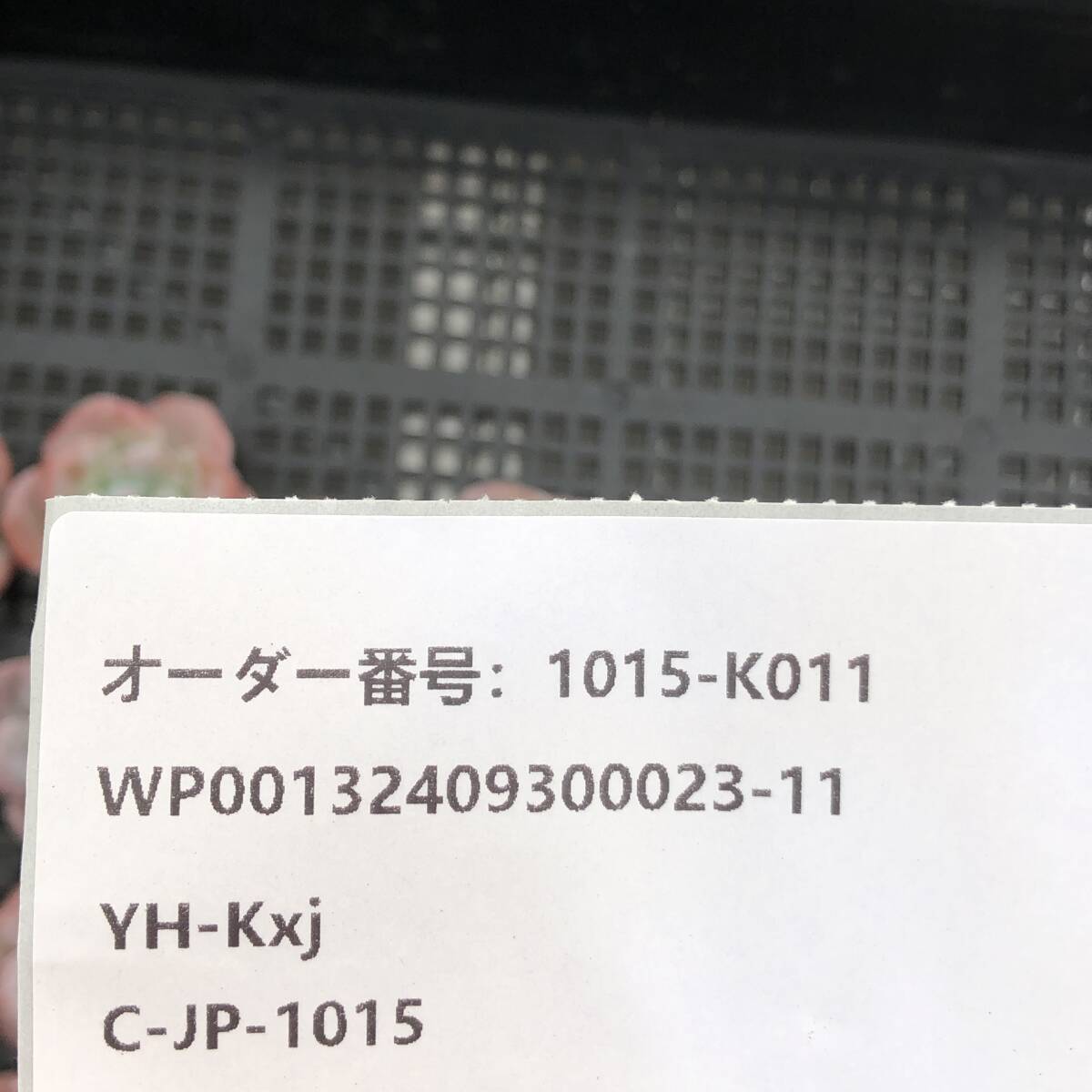 Yahoo!オークション - エケベリア17個 1015-K011 アイスグリーン x ミ...