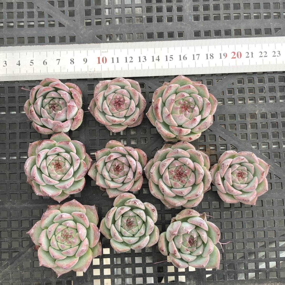 Yahoo!オークション - エケベリア10個 1022-D017 チワワエンシスHyb 多...