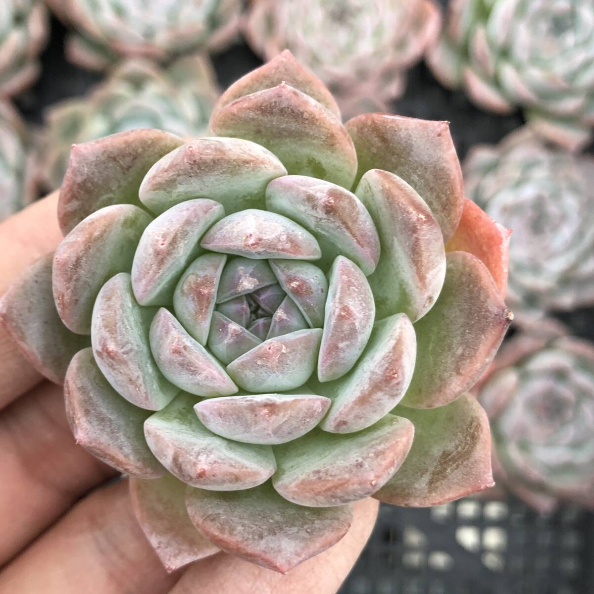 Yahoo!オークション - エケベリア24個 1022-D167 ピンクアレックス Hyb...