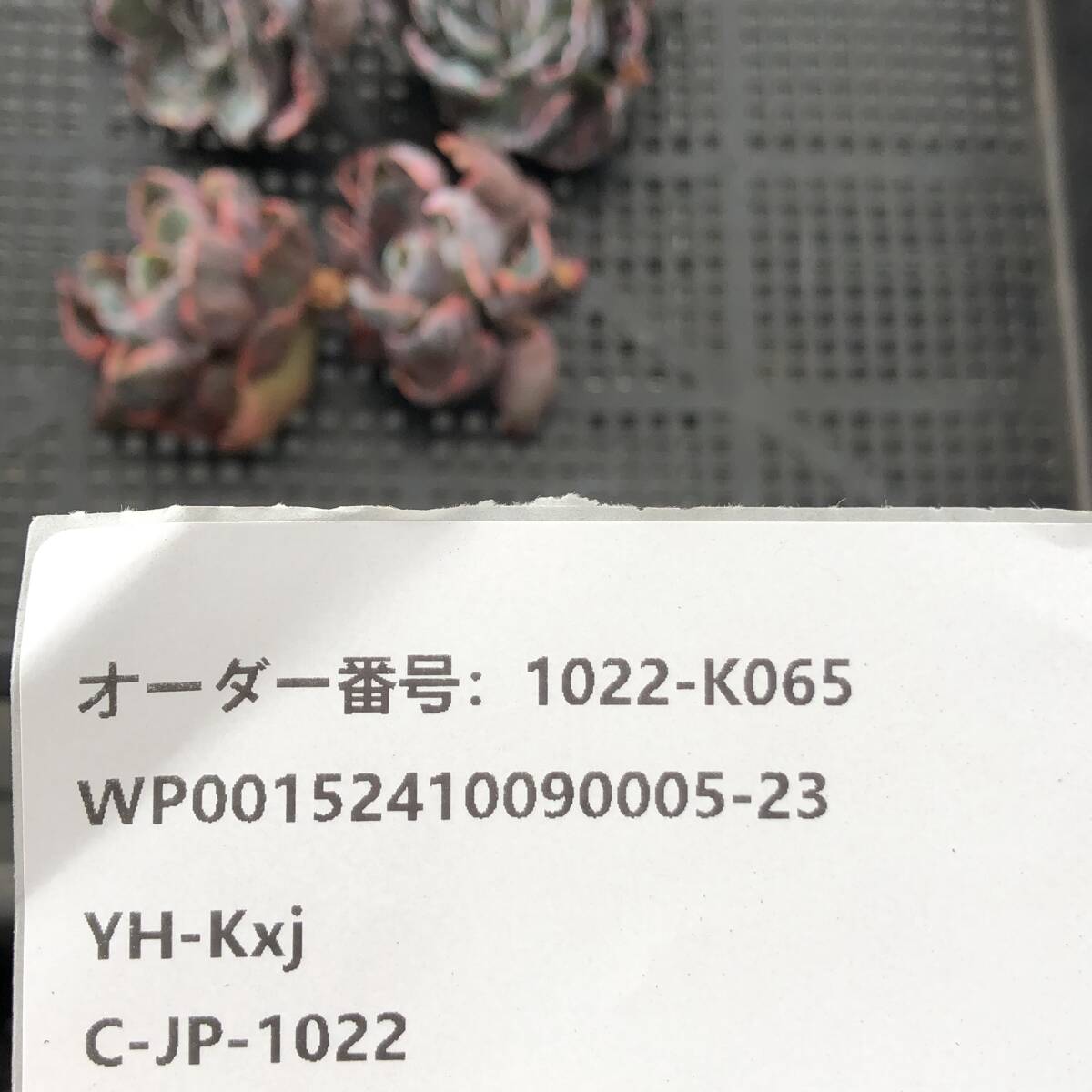 Yahoo!オークション - エケベリア4個 1022-K065 レインドロップス錦 多...