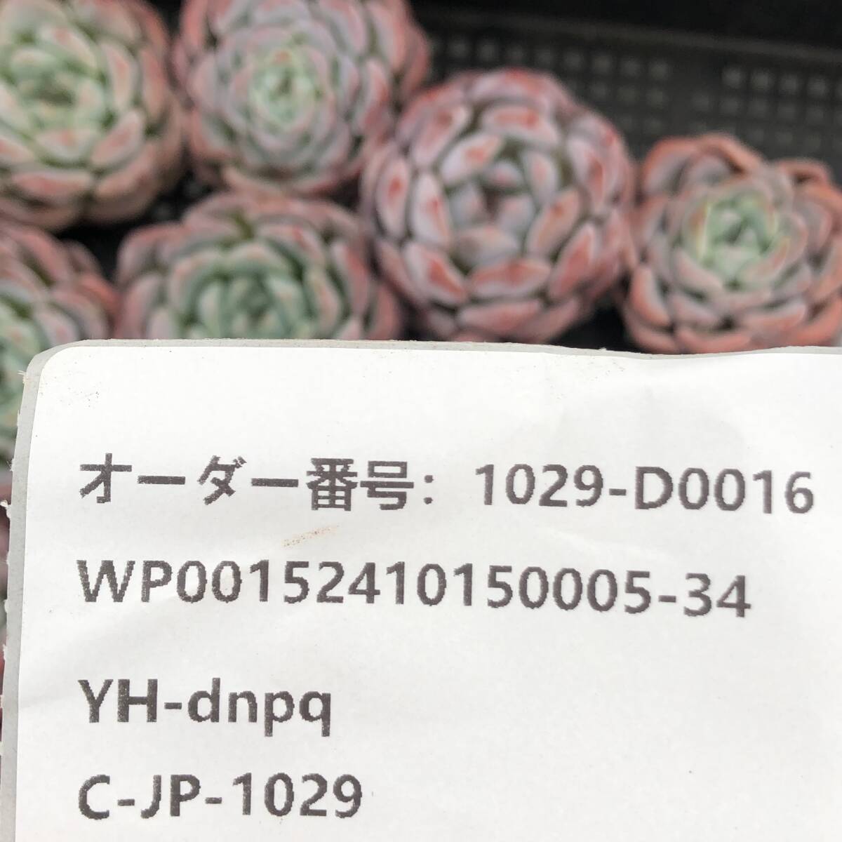 Yahoo!オークション - エケベリア25個 1029-D0016 シックモンロー 多肉...