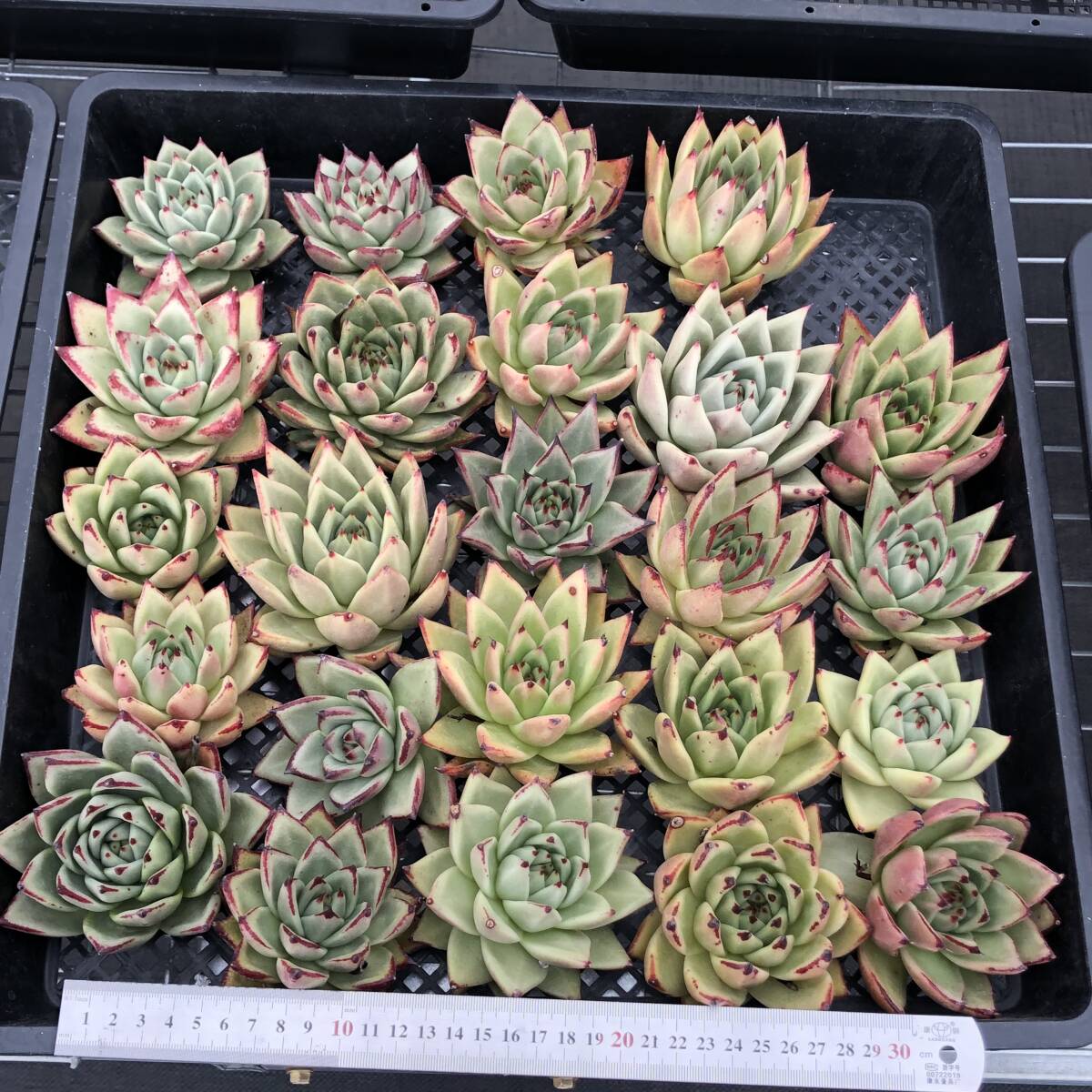 Yahoo!オークション - エケベリア24個 1029-D0097 エボニー 多肉植物 ...