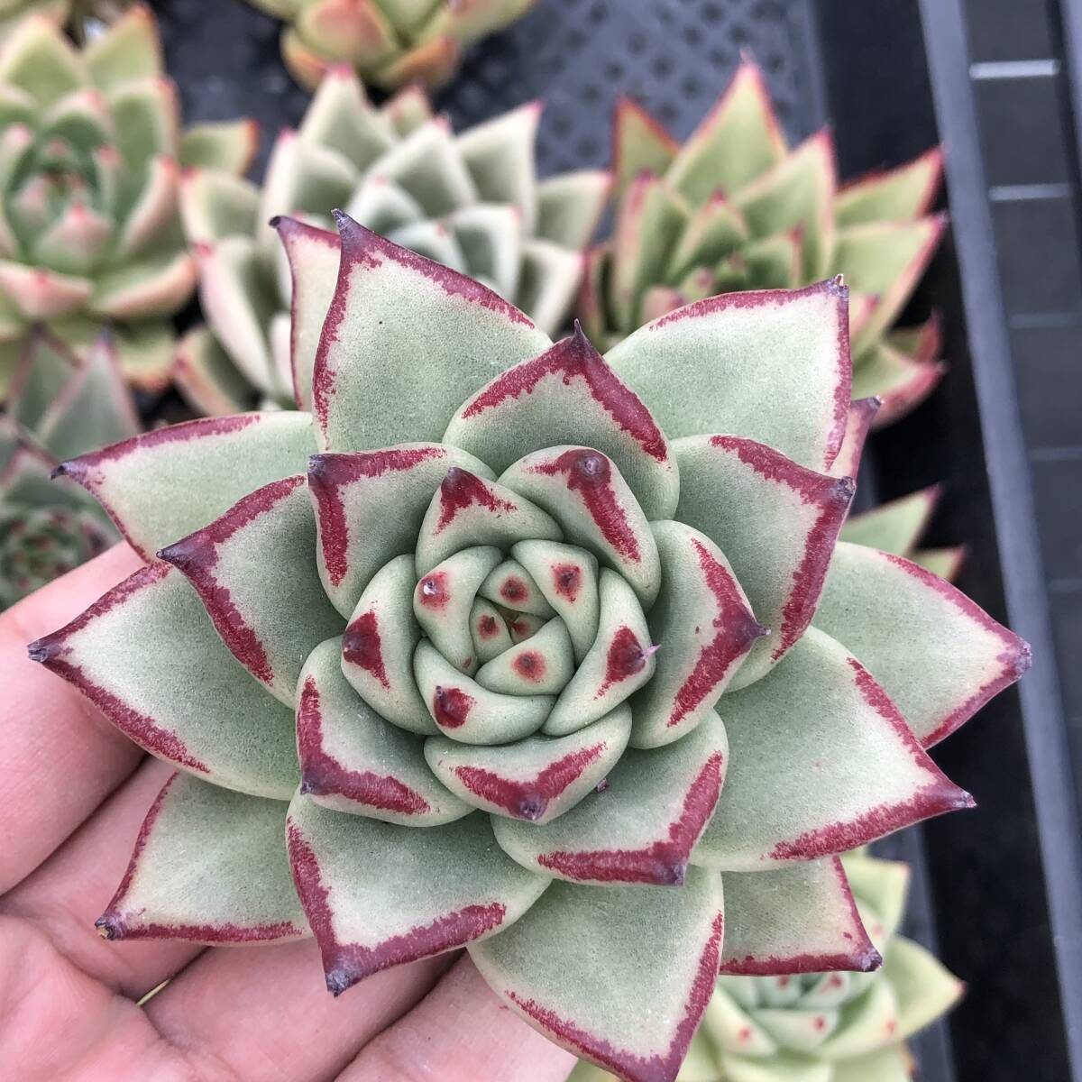 Yahoo!オークション - エケベリア24個 1029-D0097 エボニー 多肉植物 ...