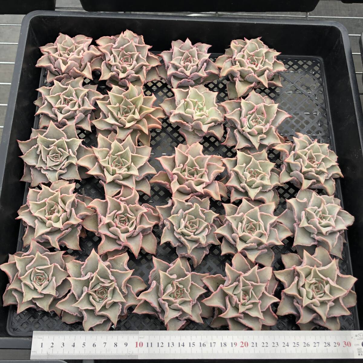 Yahoo!オークション - エケベリア23個 1029-D0150 マディバ 多肉植物 ...