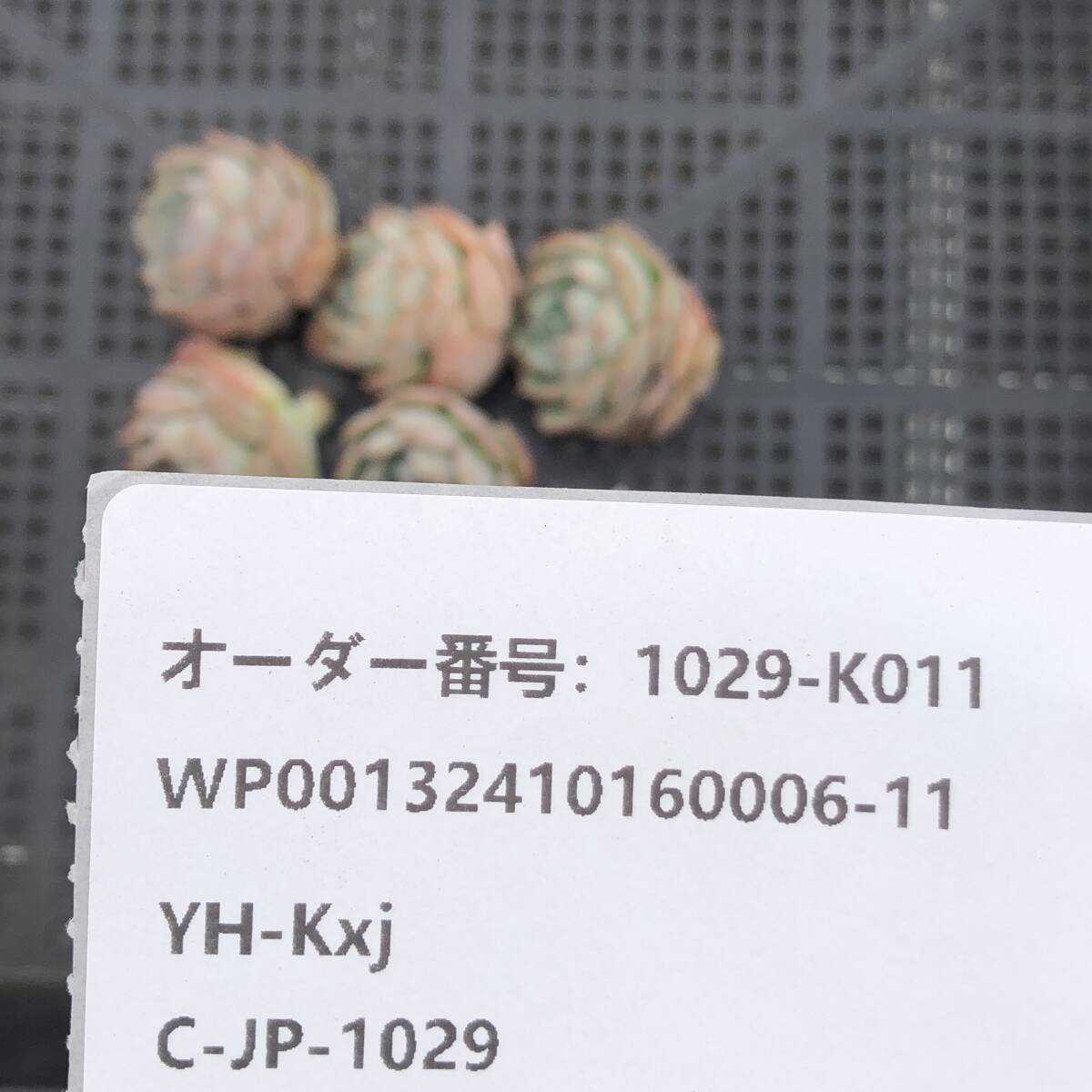 Yahoo!オークション - エケベリア5個 1029-K011 クラウディア 多肉植物...