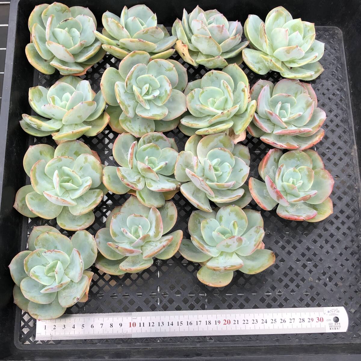 Yahoo!オークション - エケベリア15個 1029-K012 ホワイトフェニックス...