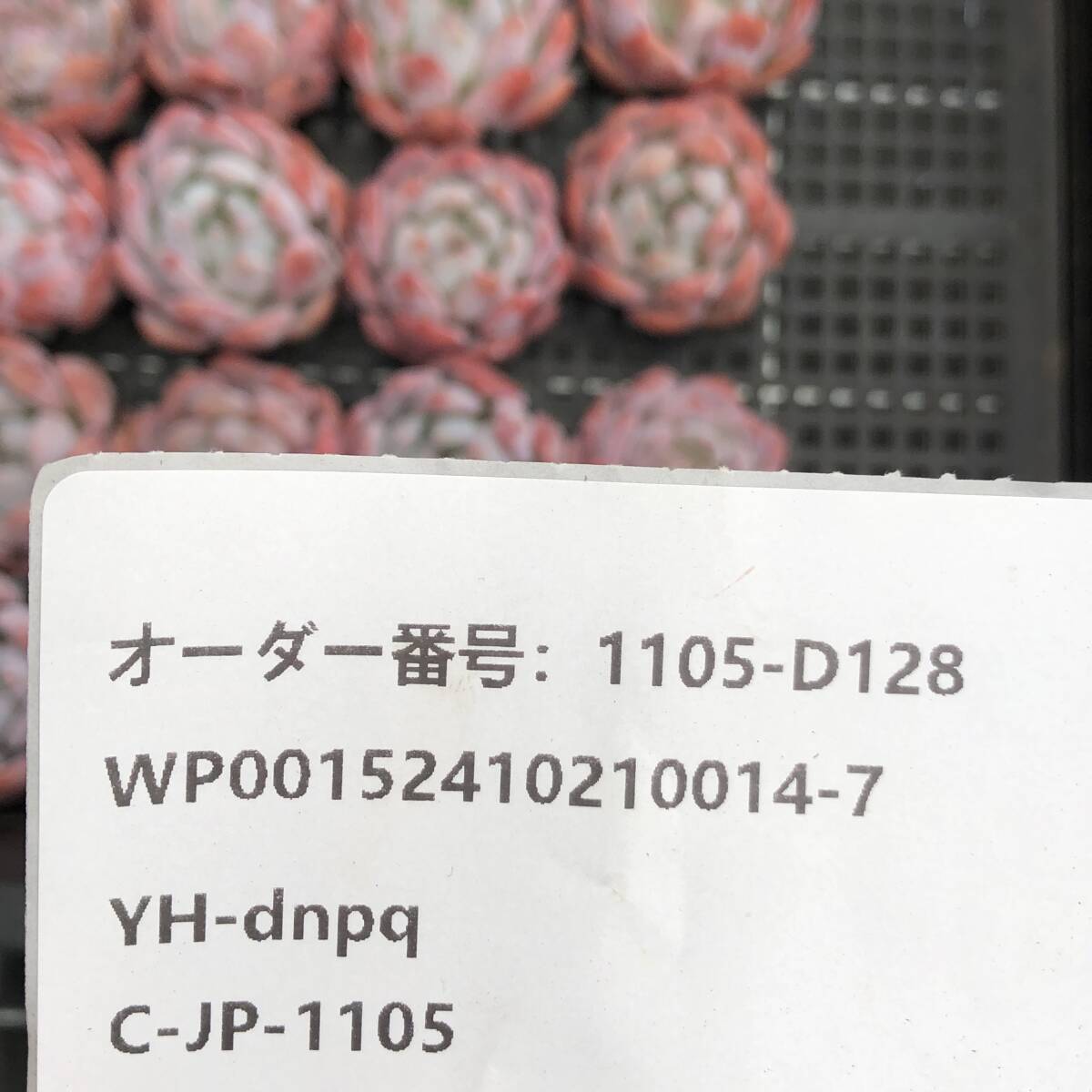 Yahoo!オークション - エケベリア24個 1105-D128 オレンジモンロー 多...