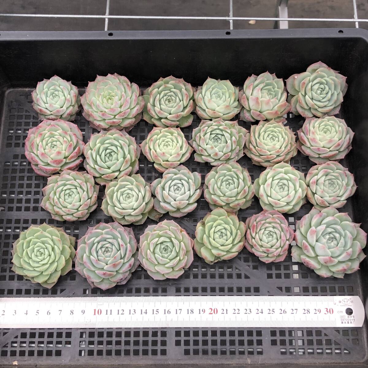 Yahoo!オークション - エケベリア24個 1105-D158 チワワエンシスHyb 多...