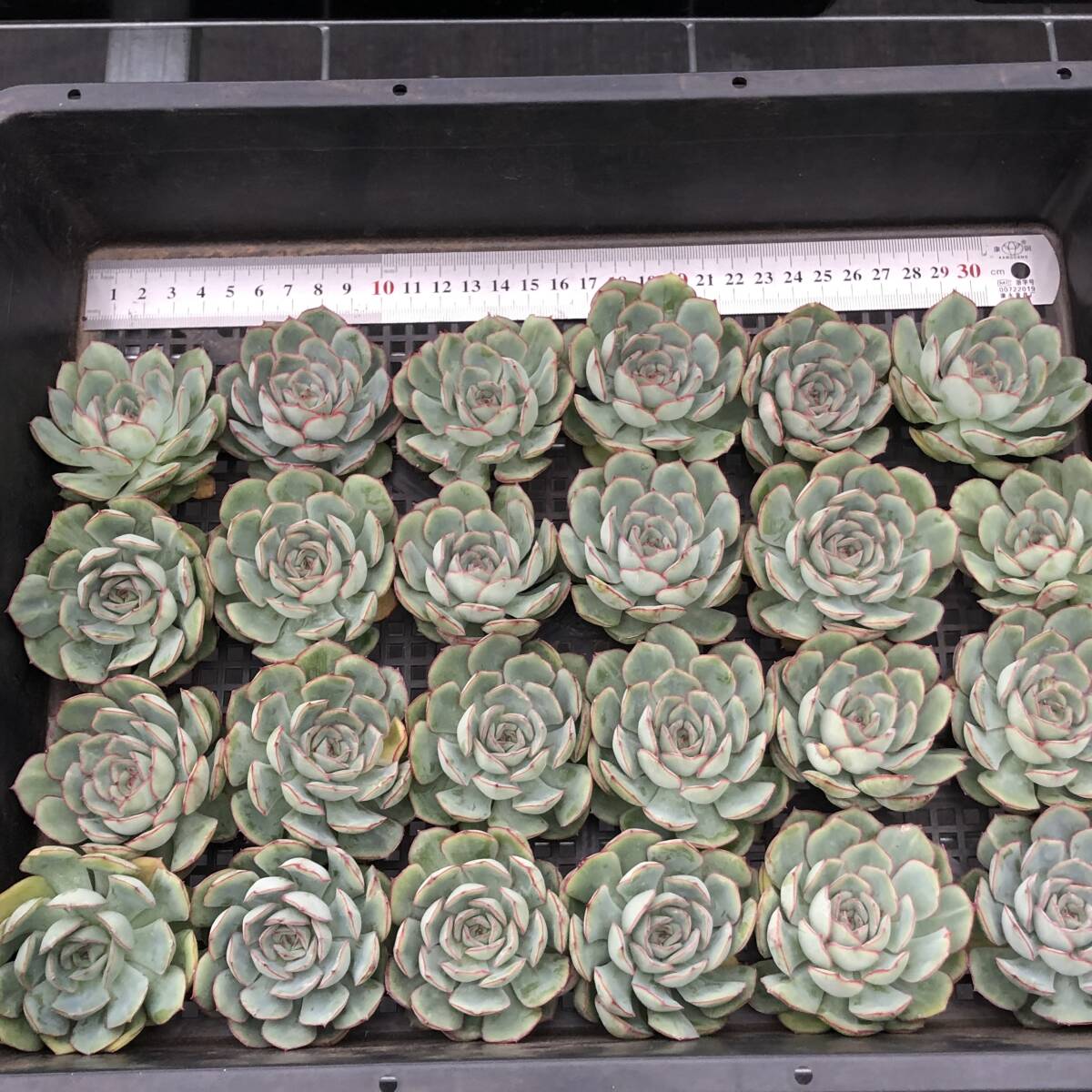 Yahoo!オークション - エケベリア24個 1105-D163 ウィンドミル 多肉植...