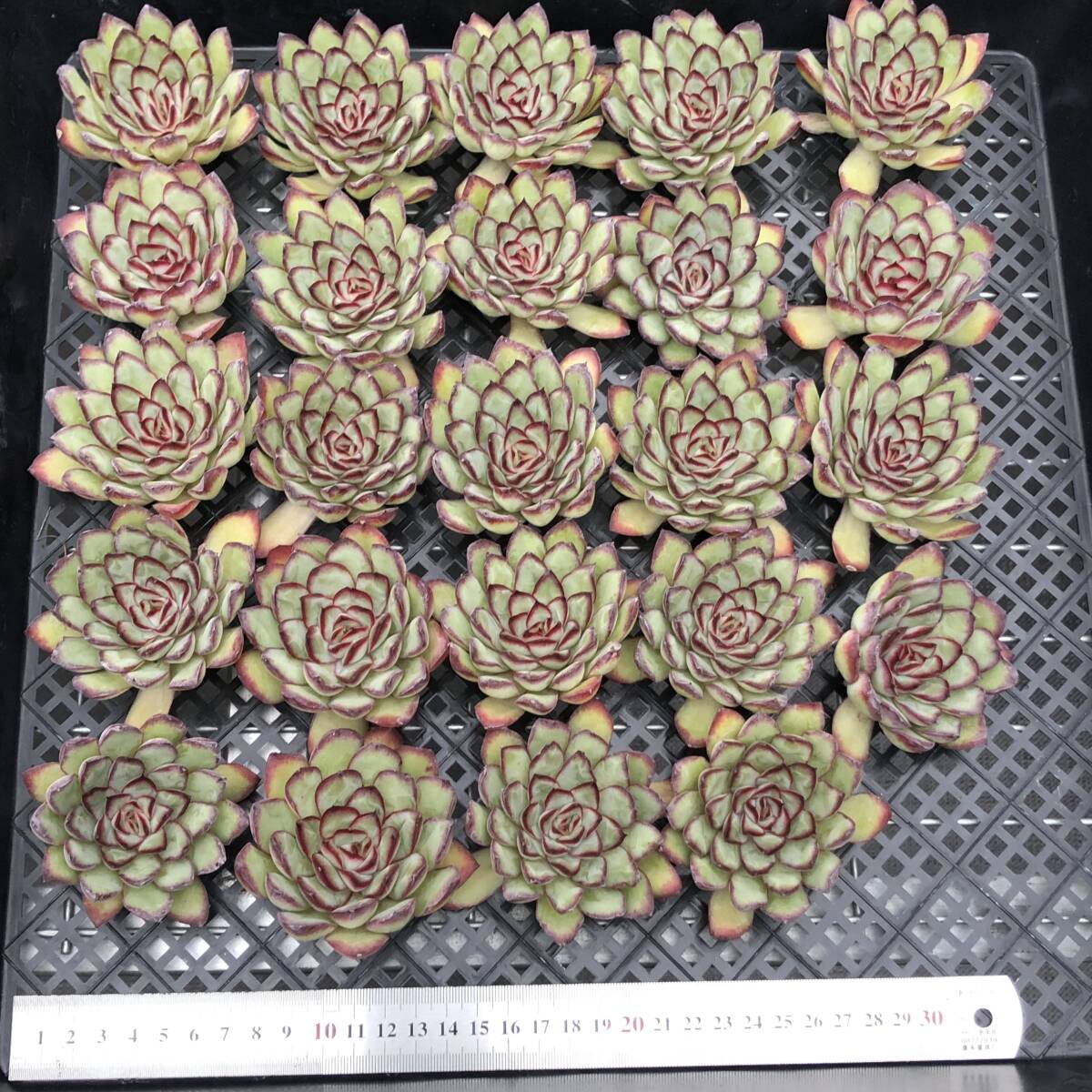 Yahoo!オークション - エケベリア24個 1105-D178 メキシコプリドニス ...