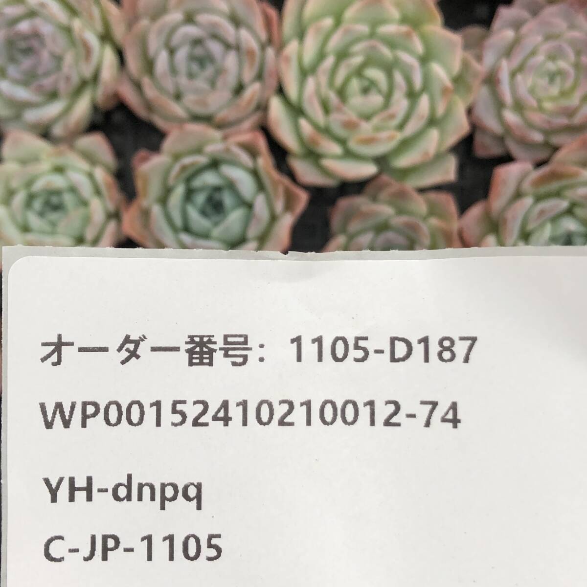 Yahoo!オークション - エケベリア24個 1105-D187 ピンク フロスト 多肉...