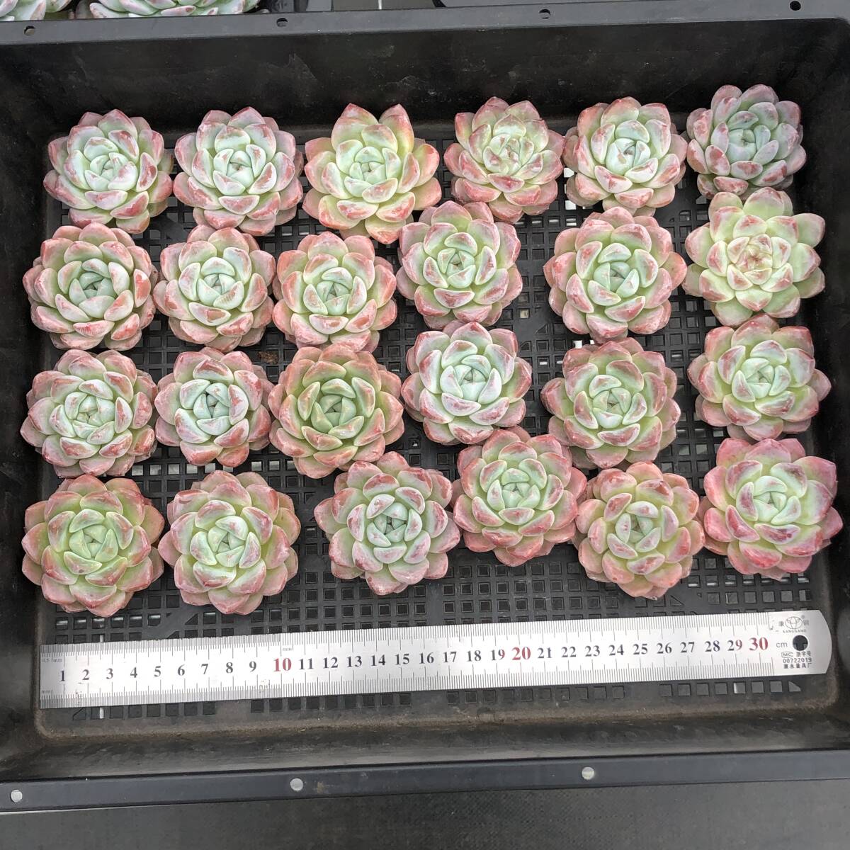 Yahoo!オークション - エケベリア24個 1105-D197 スィックモンロー Hyb...