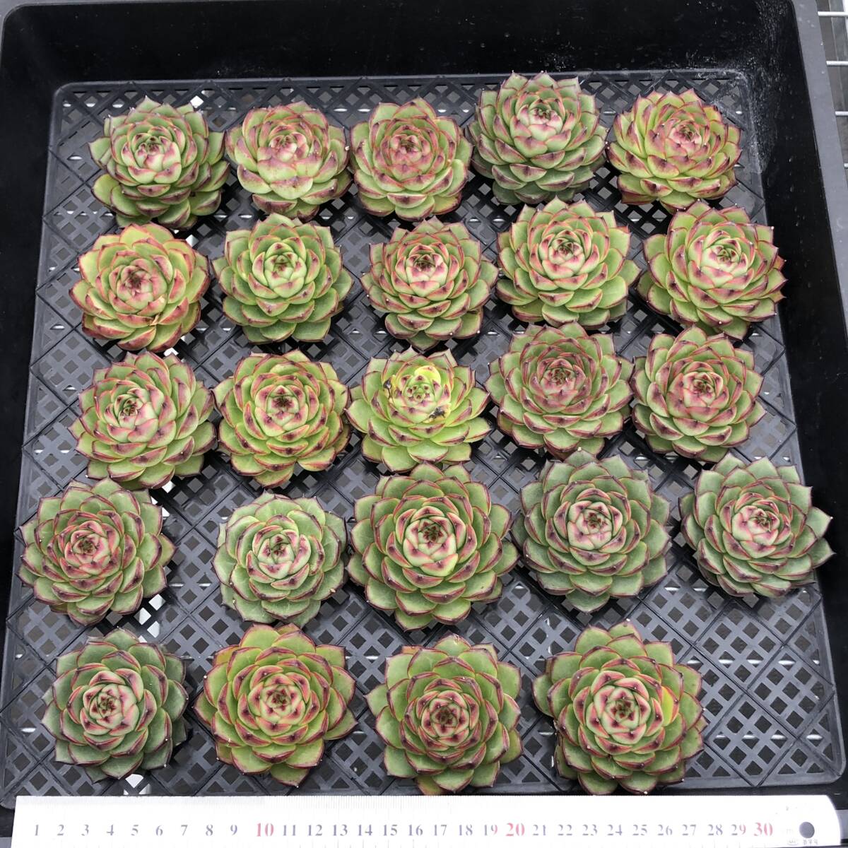 Yahoo!オークション - エケベリア24個 1105-D205 ムーンストーン 多肉...