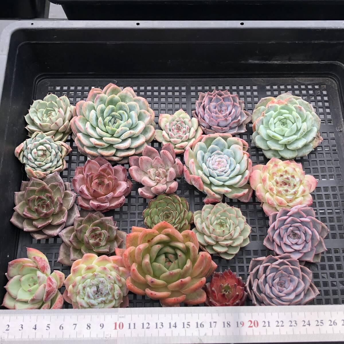 Yahoo!オークション - エケベリア20個 1105-K041 マルガン×石英 多肉...