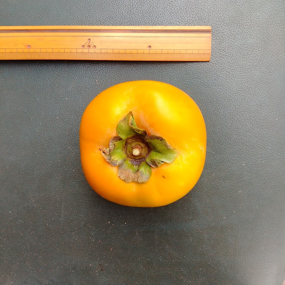 Yahoo!オークション - 太秋柿（たいしゅう）約3kg 8～12玉入 大玉 埼玉...