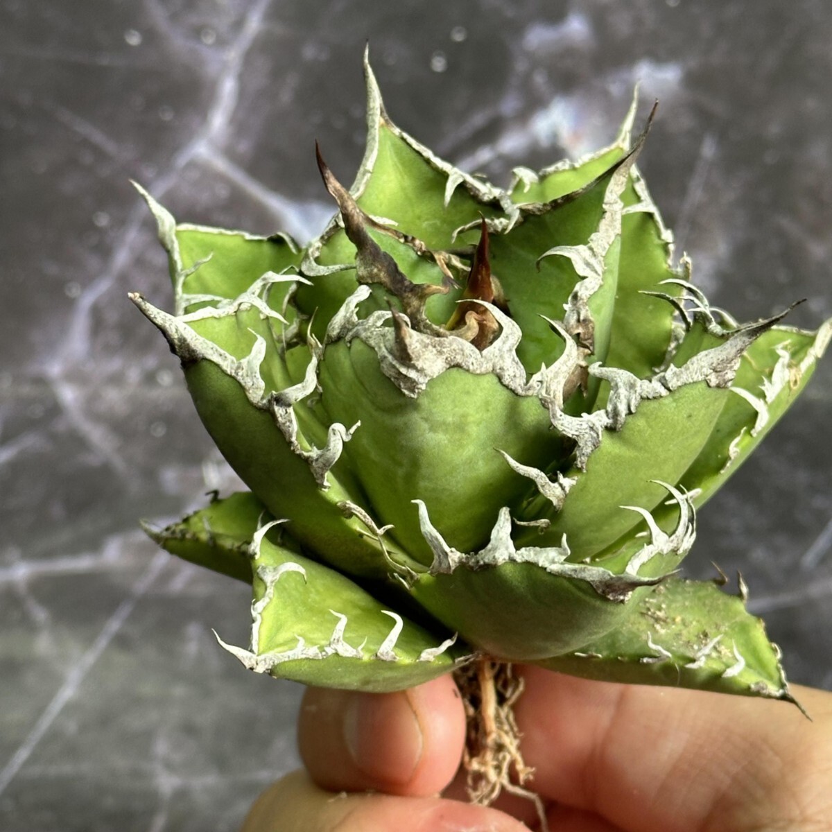 Yahoo!オークション - 【蒼竜園】1188 アガベ チタノタ シーザー caesa...