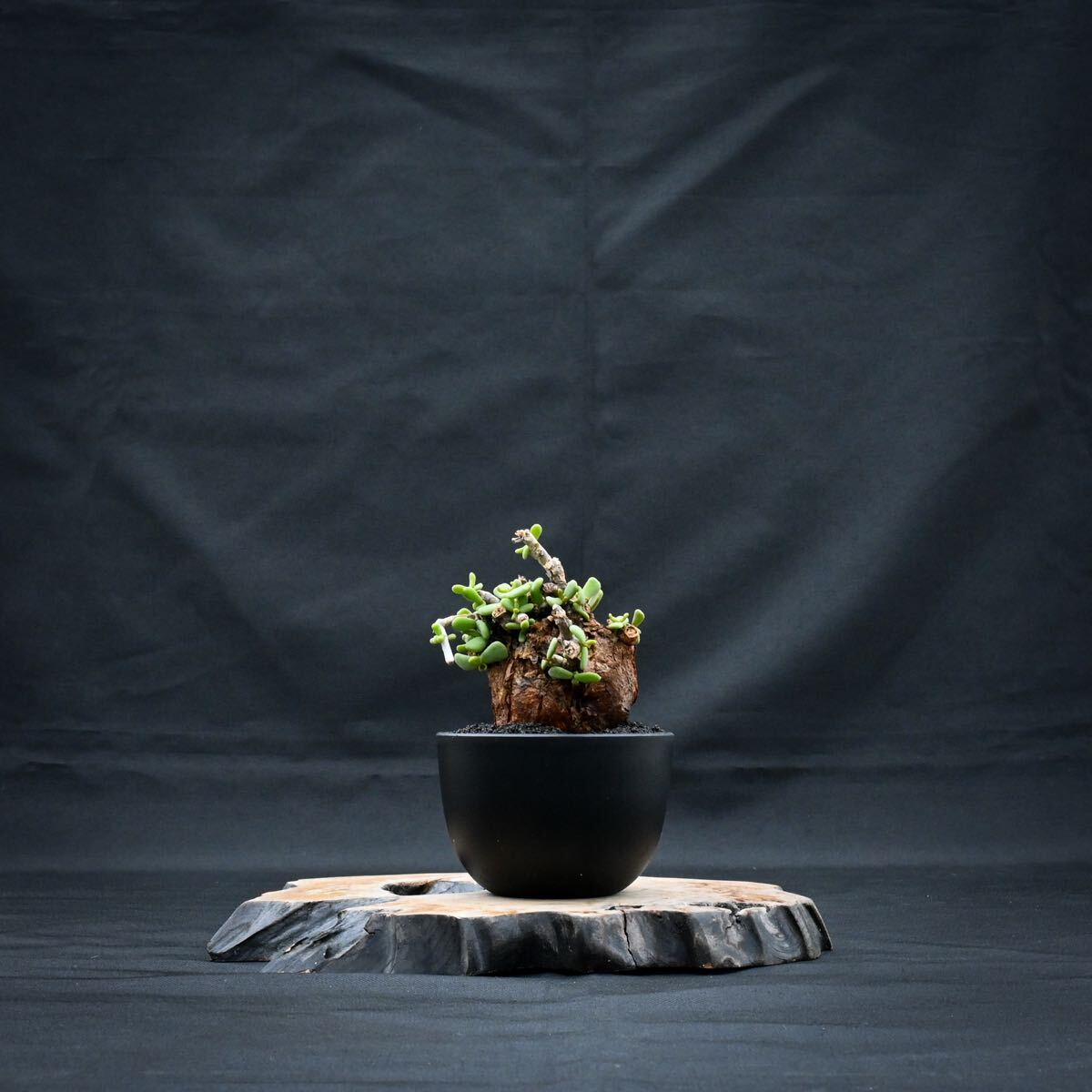 Yahoo!オークション - GM7 Ceraria pygmaea / ケラリア ピグマエア