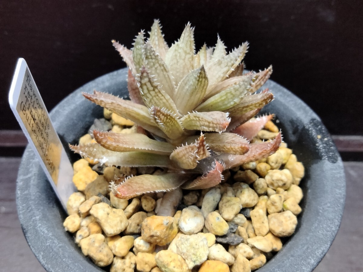 Yahoo!オークション - Haworthia reticulata 'Tinkerbell' (Buitensklo...