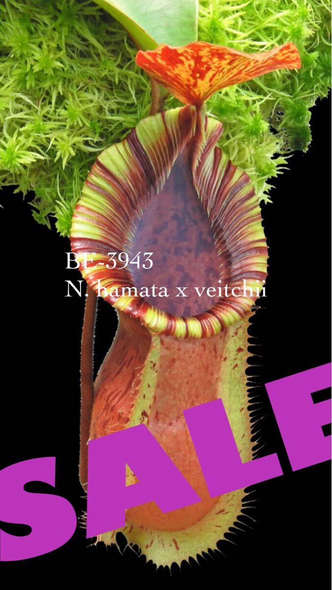 Yahoo!オークション - SALE BE-3943 N. hamata x veitchii ウツボカズ...