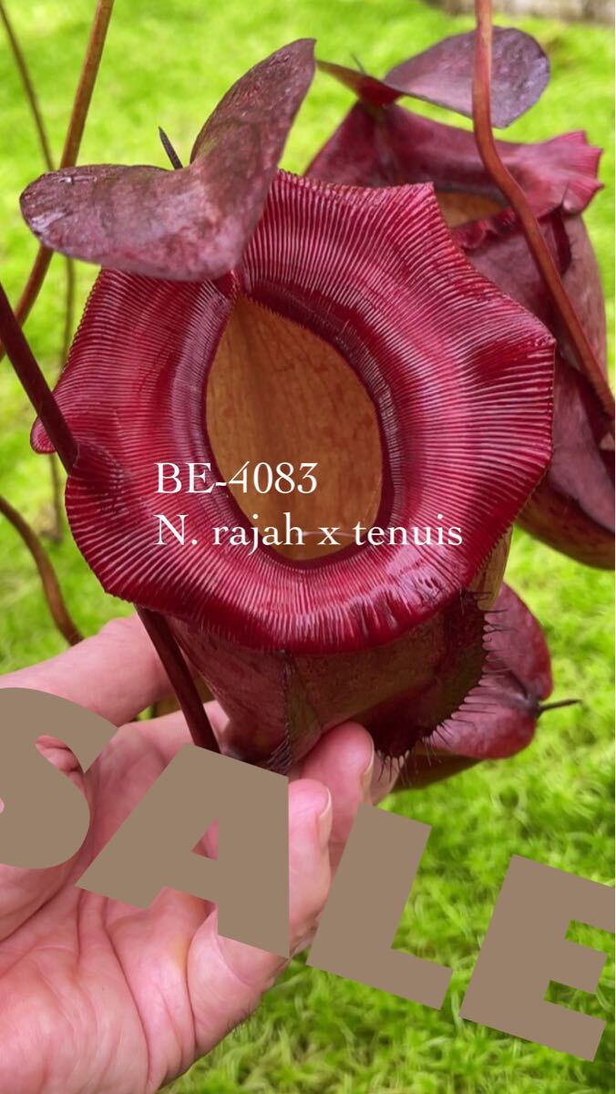 Yahoo!オークション - SALE BE-4083 N. rajah x tenuis ウツボカズラ ...