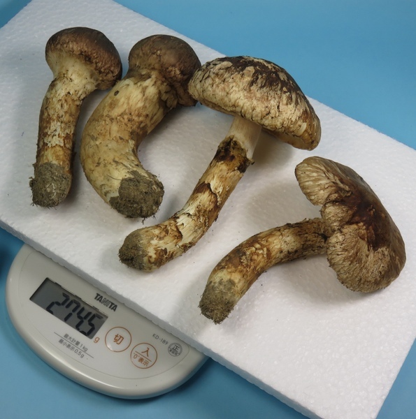 Yahoo!オークション - 岩手県産マツタケ 約274g入り 1箱 松茸 まつた...
