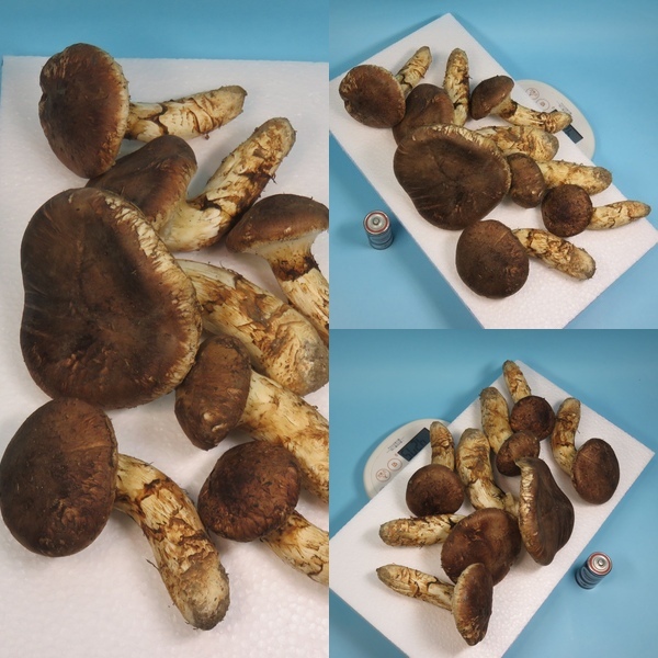 Yahoo!オークション - 岩手県産マツタケ 約428g入り 1箱 松茸 まつた...