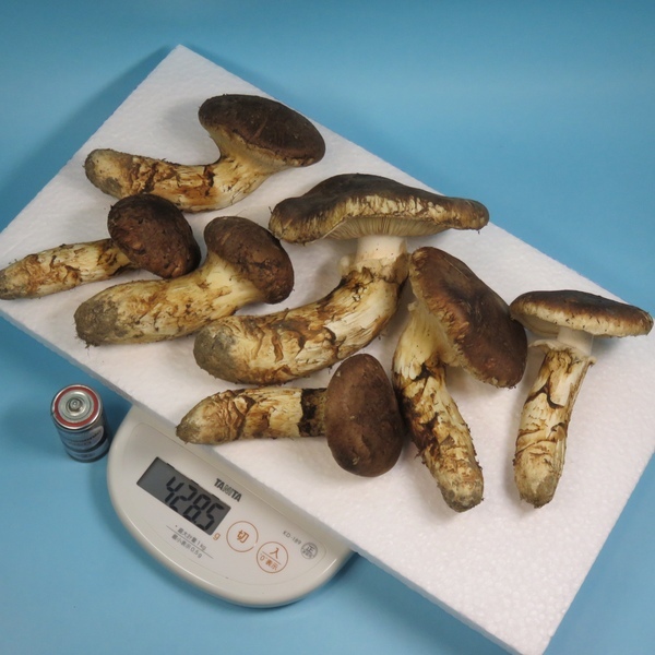 Yahoo!オークション - 岩手県産マツタケ 約428g入り 1箱 松茸 まつた...