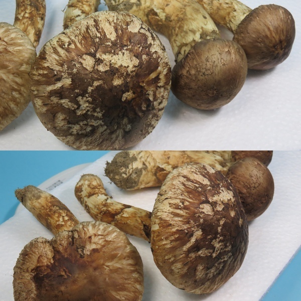 Yahoo!オークション - 岩手県産マツタケ 約274g入り 1箱 松茸 まつた...