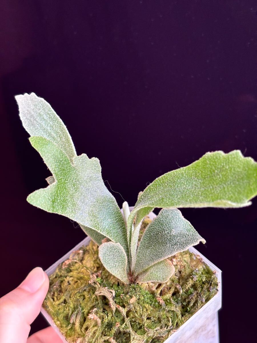Yahoo!オークション - P. Willinckii Spur ( dwarf nook spore Yahoo!オークション - P. Willinckii Spur ( dwarf nook spore