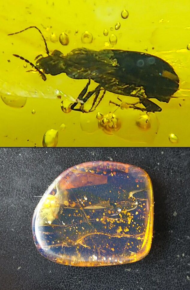 Yahoo!オークション - #8612 白亜紀 虫入り ビルマ琥珀 大粒 オサムシ...