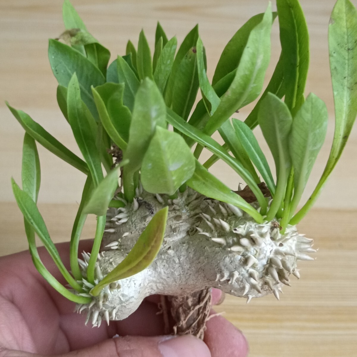 Yahoo!オークション - F732 多肉植物 塊根植物 パキポディウム ブレビ...