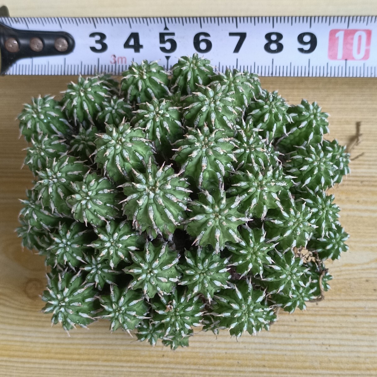 Yahoo!オークション - F303 球根 塊根 Euphorbia sepulta / ユーフォル...