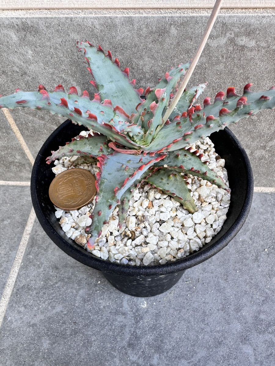 Yahoo!オークション - アロエ hyb