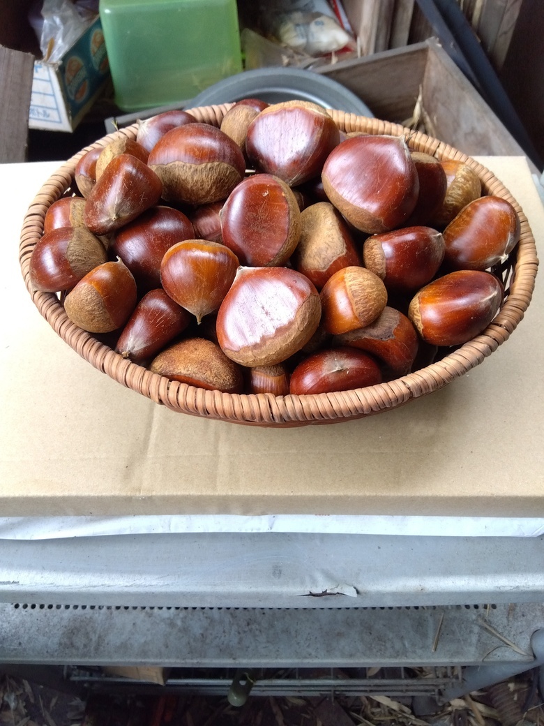 Yahoo!オークション - 【栗 9kg（9.9kg）】2L～4L