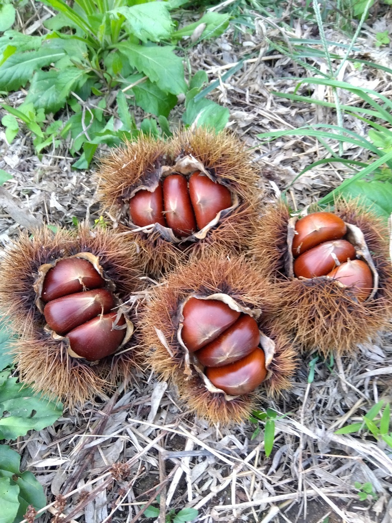 Yahoo!オークション - 【栗 9kg（9.9kg）】2L～4L