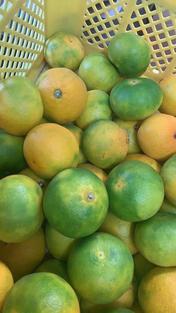 Yahoo!オークション - みかん 約20kg (秀品・2S~3Sサイズ・極早生) 普...