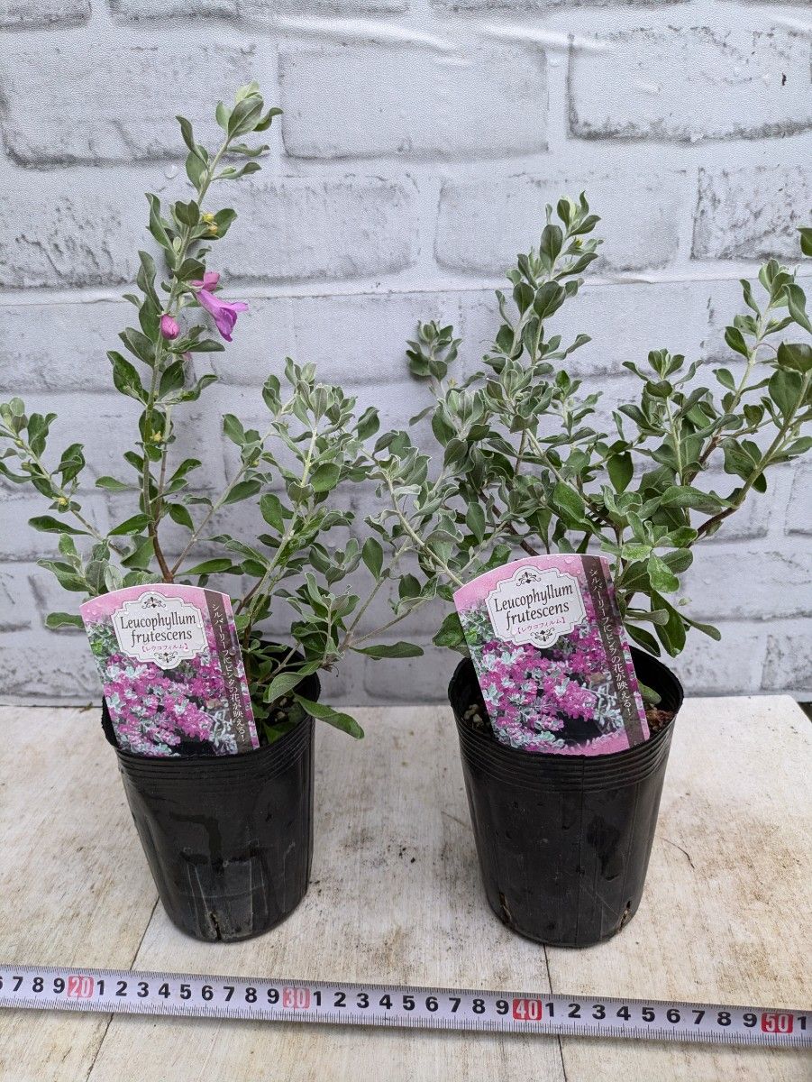 レウコフィルム 2ポットセット｜Yahoo!フリマ（旧PayPayフリマ）