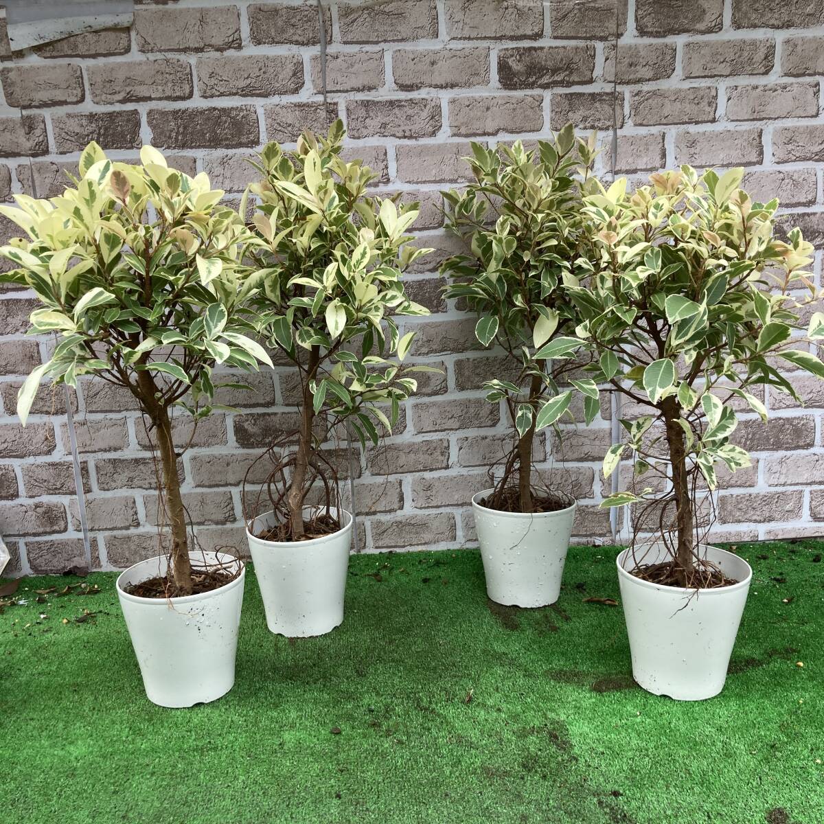 Yahoo!オークション - 斑入りガジュマル 5号 h70cm 現品 4鉢セット