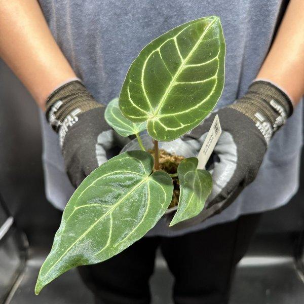 Yahoo!オークション - Y341「M」Anthurium regale【9/16輸入・台湾・ア...