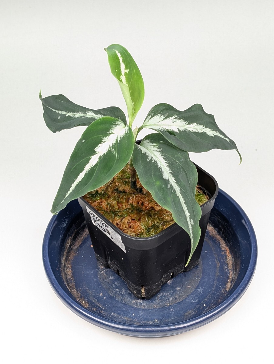 Yahoo!オークション - ネームド交配 オリジナル交配株 HF018_E個体 ア...