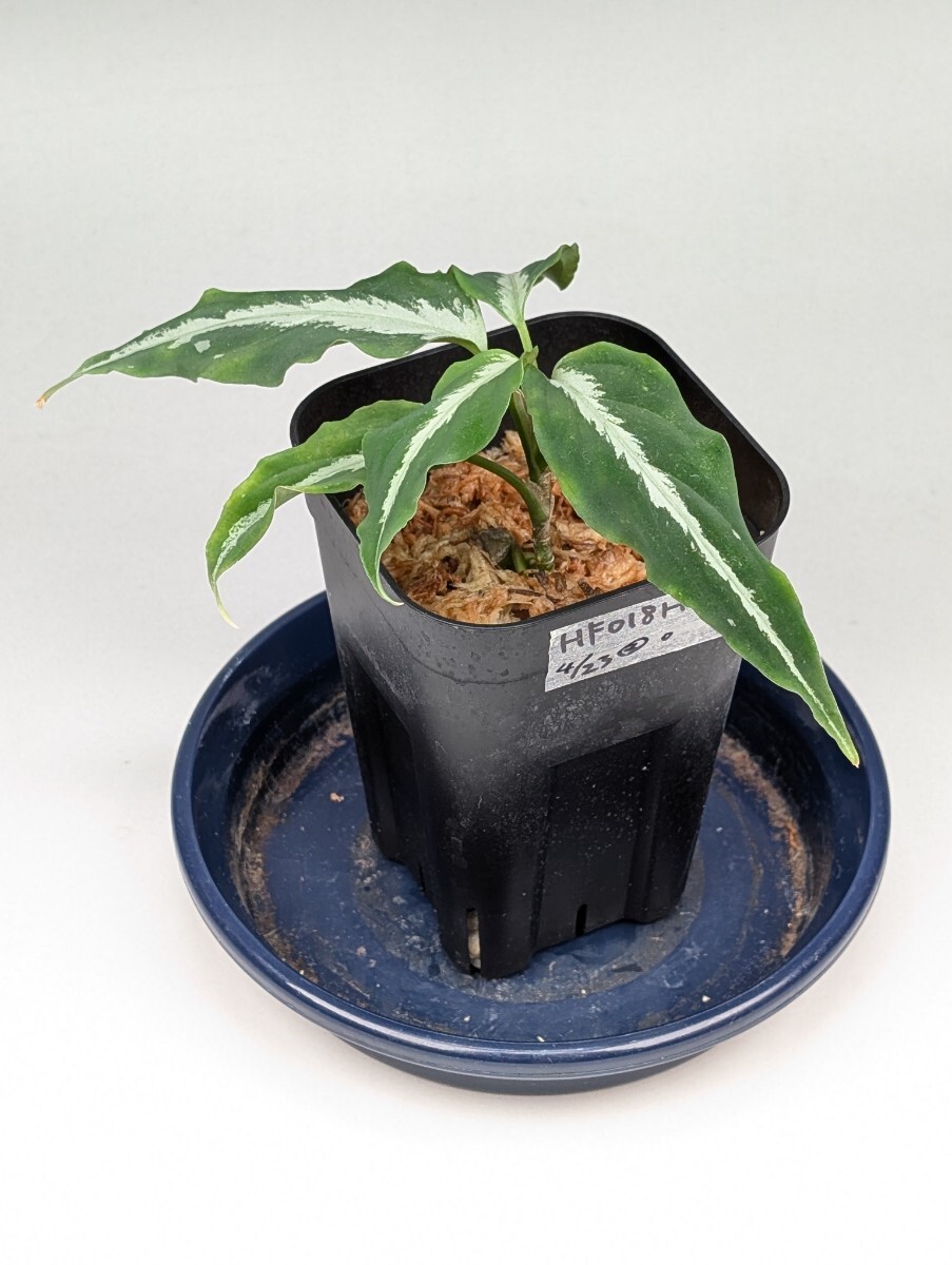 Yahoo!オークション - ネームド交配 オリジナル交配株 HF018_H個体 ア...